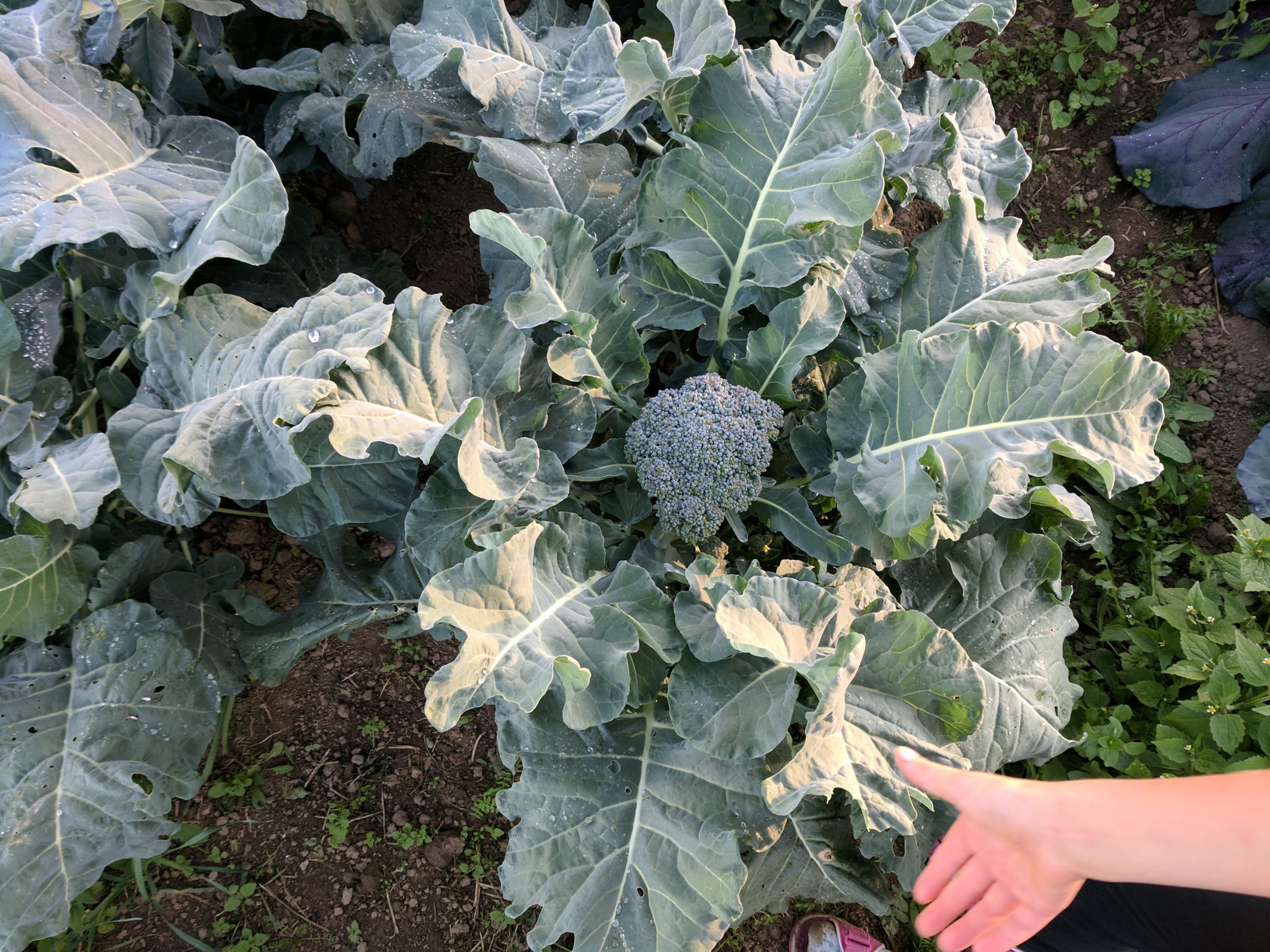 Hamden Public Library