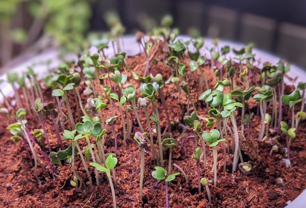 Seed Library – Hamden Public Library